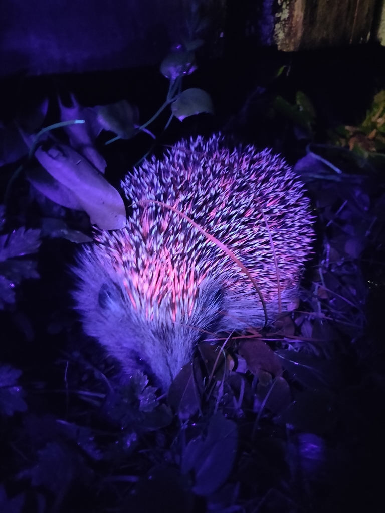 British Hedgehog from Avondale, Auckland, New Zealand on June 04, 2022 ...