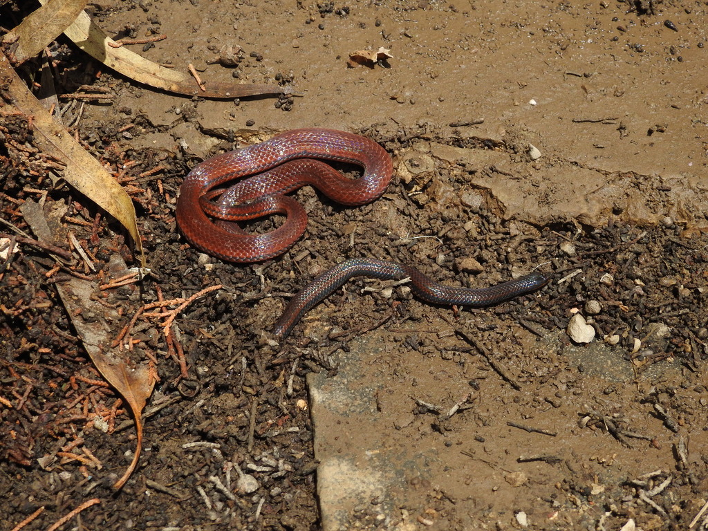 Chiapas burrowing snake from San Cristóbal de las Casas, Chis., México ...