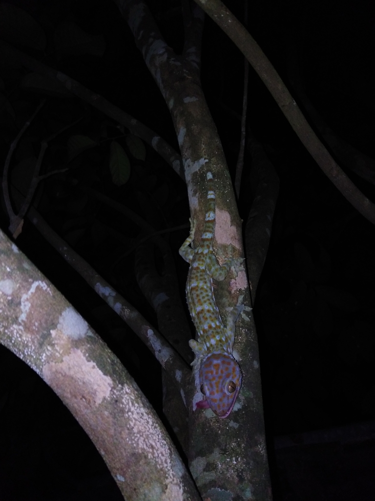 Tokay Gecko from Kidapawan City on March 03, 2021 at 08:31 PM by Andrei ...