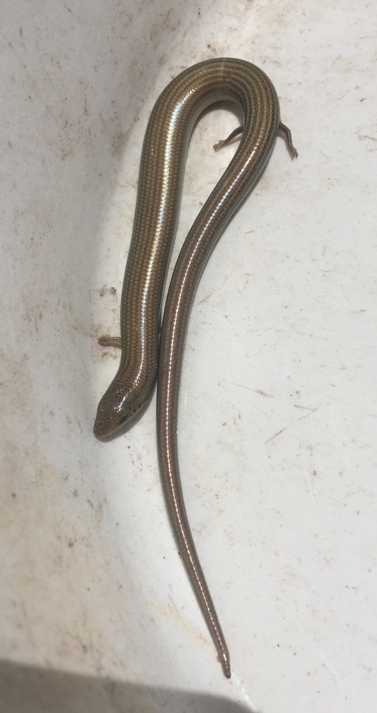 Western Three-toed Skink from Chemin de l'Oïde, La Seyne-sur-Mer ...