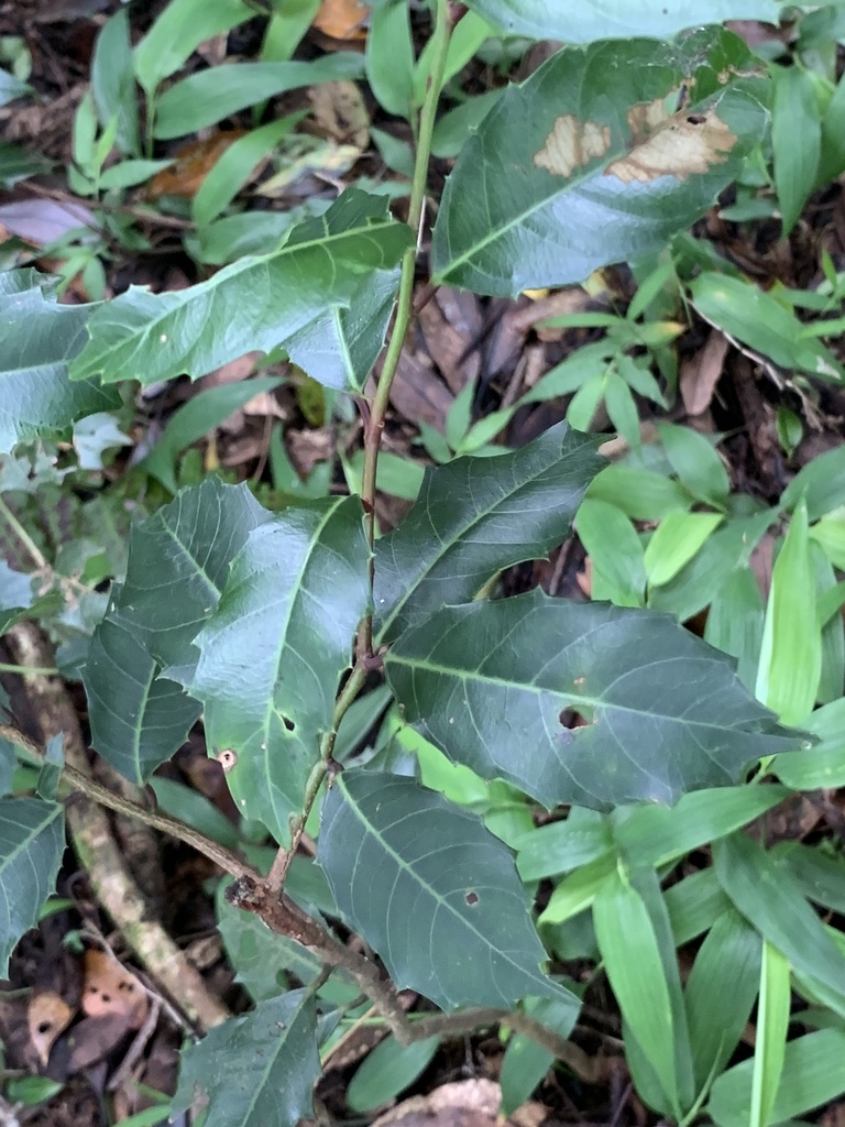 Itea oldhamii from Keelung, TW-TA, TW on June 4, 2022 at 10:50 AM by ...