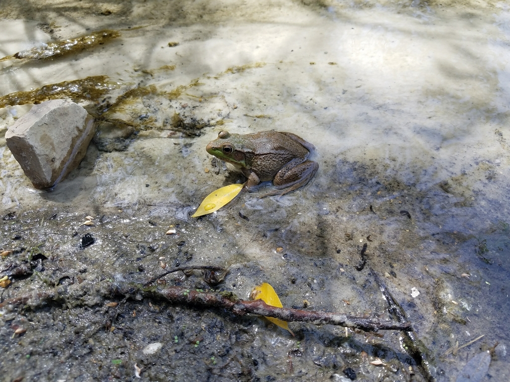 Green Frog from 175 Mounds Blvd, St Paul, MN 55106, USA on June 25 ...