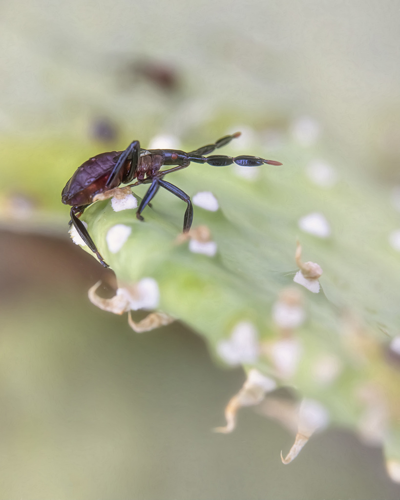 Cactus Coreid Bug from Grandview Hills, Austin, TX 78726, USA on June 3 ...
