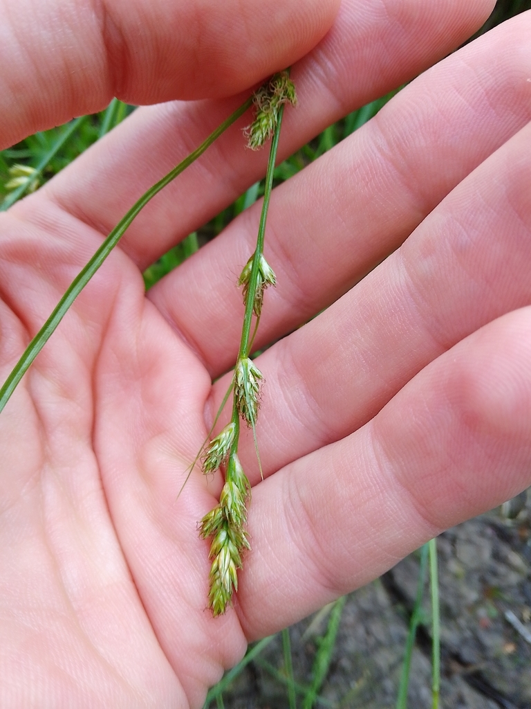 Grey Sedge from Little Gransden, Sandy SG19 3EB, UK on June 4, 2022 at ...