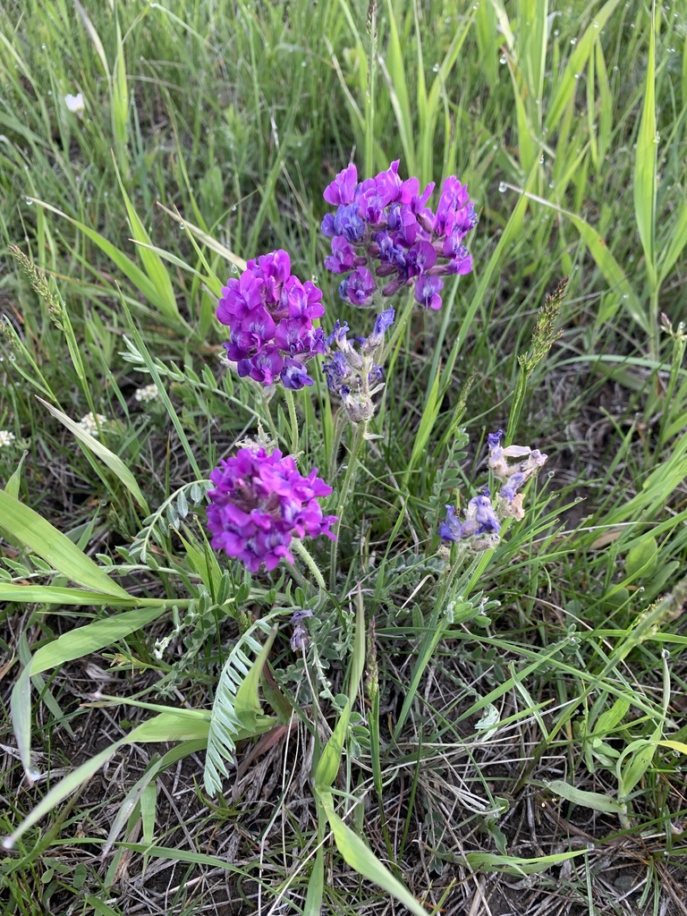 Locoweed in June 2022 by kate_underwood · iNaturalist