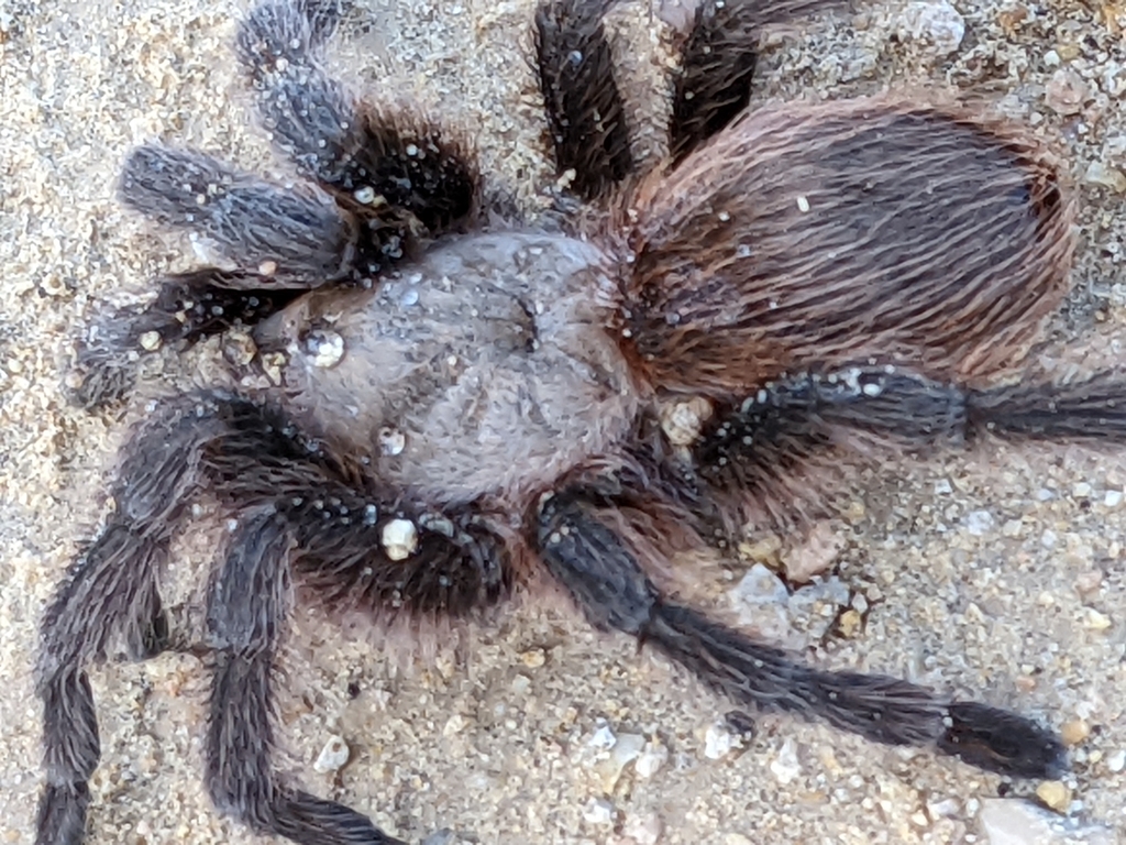Texas Brown Tarantula from Rocksprings, TX 78880, USA on June 4, 2022 ...
