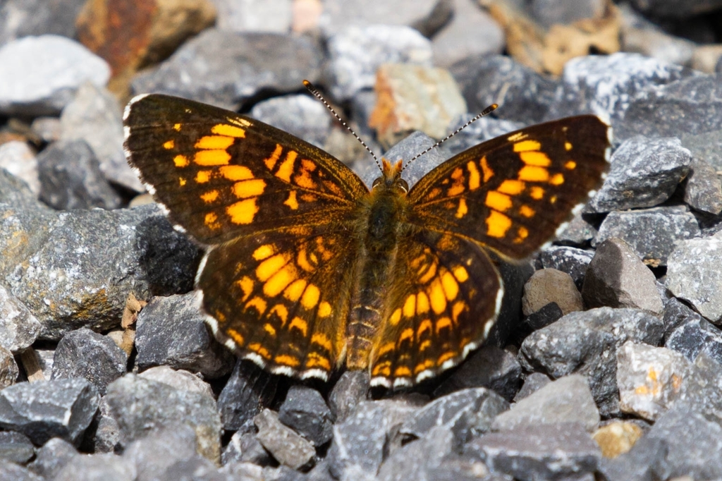 Harris's Checkerspot in June 2022 by Diane Lepkowski · iNaturalist