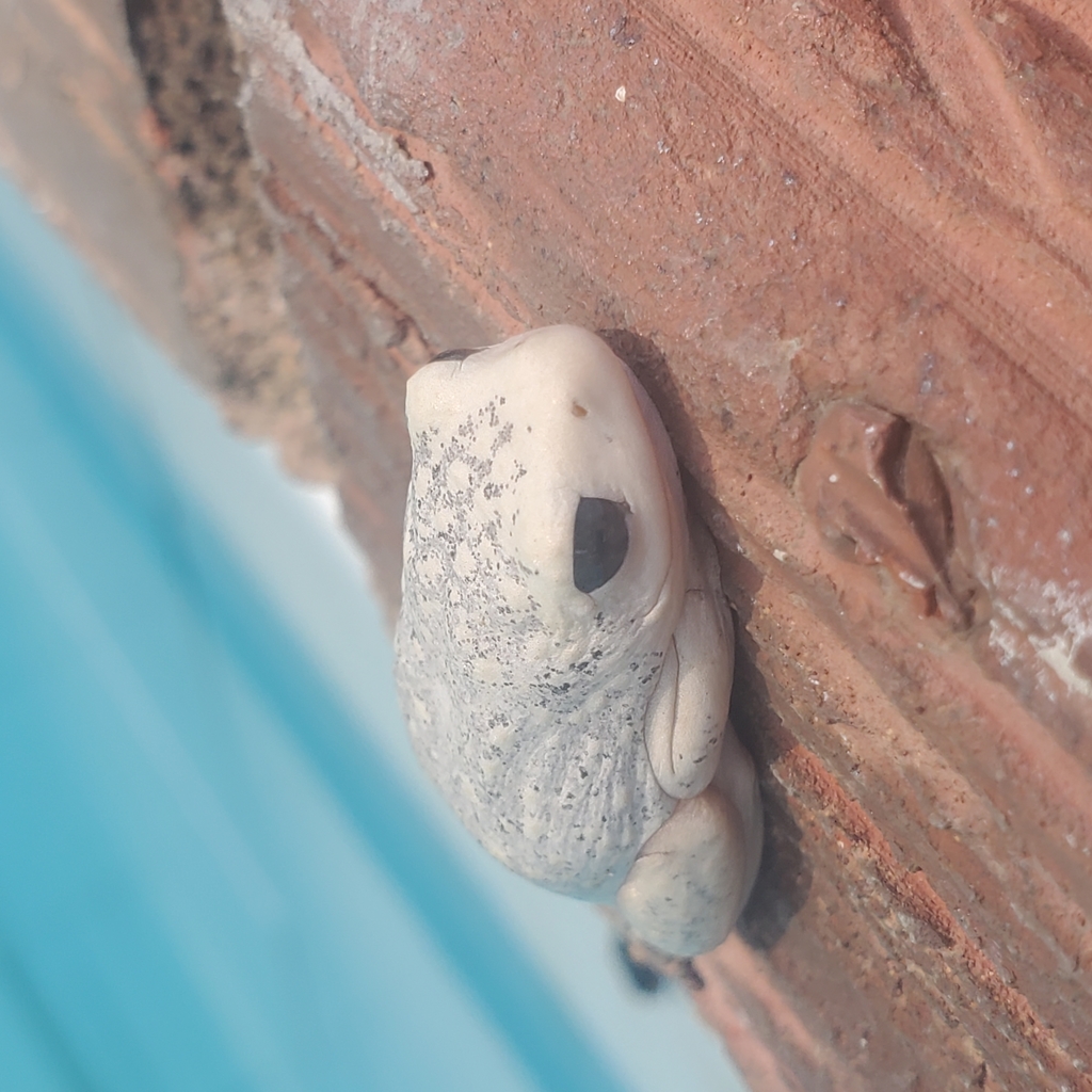 Common Reed Frog from 238P+X69, Nanyuki, Kenya on June 04, 2022 at 04: ...