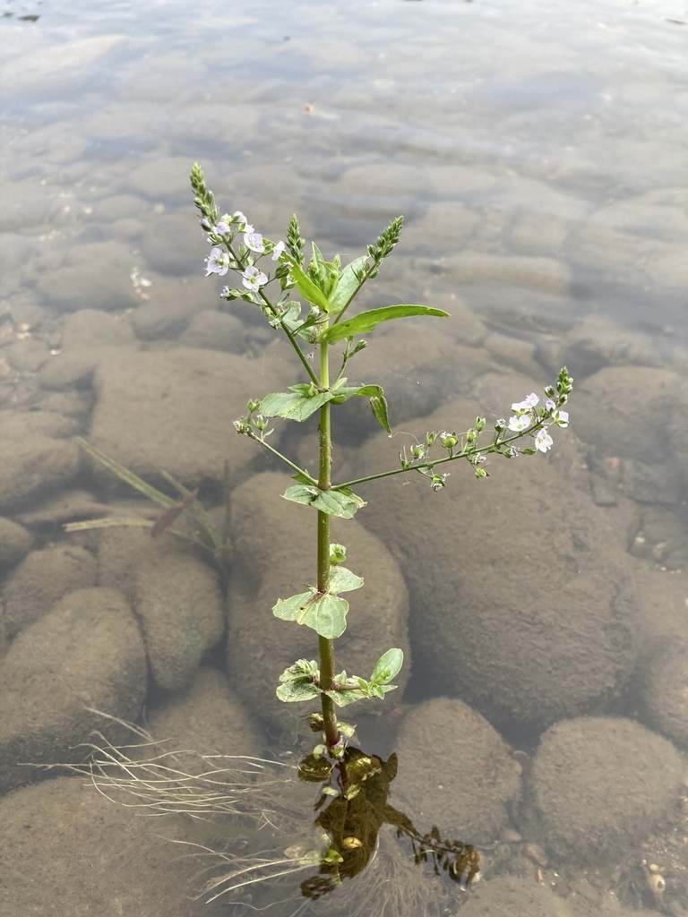 blue water-speedwell from American River, Rancho Cordova, CA, US on ...