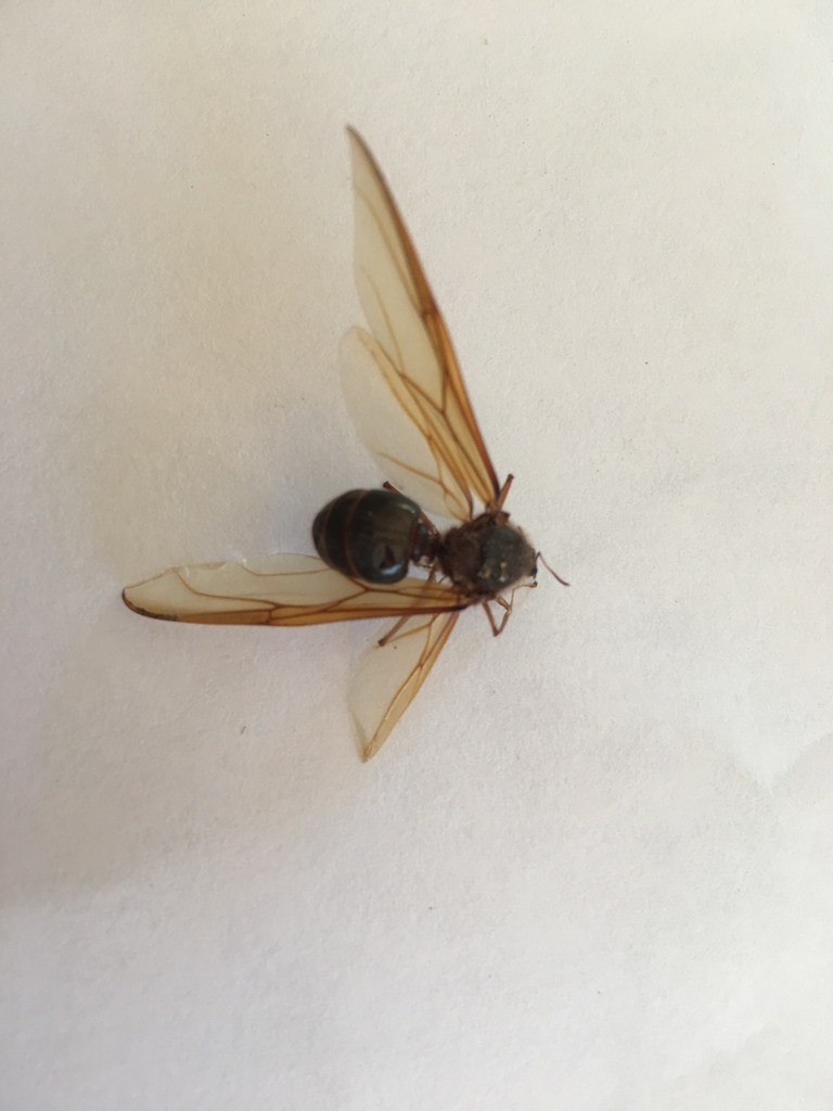 Chicatana Leafcutter Ant from Chacala, Chacala, NAY, MX on June 25 ...