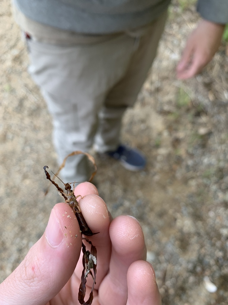 Maritime Earwig from Groton-New London Airport, New London, CT, US on June 4, 2022 at 11:28 AM ...