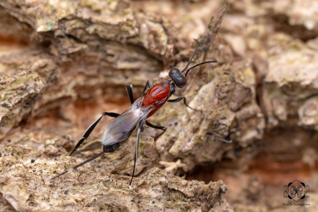 Tineobius from Nanjing, Jiangsu, China on June 3, 2022 at 12:44 PM by ...
