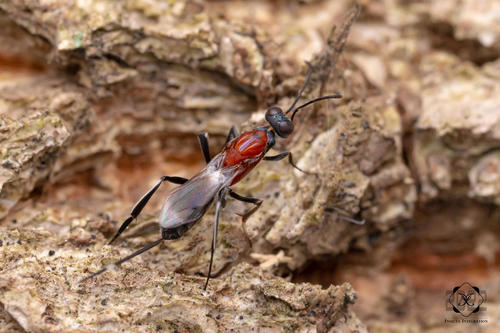 tref's Favorites · iNaturalist