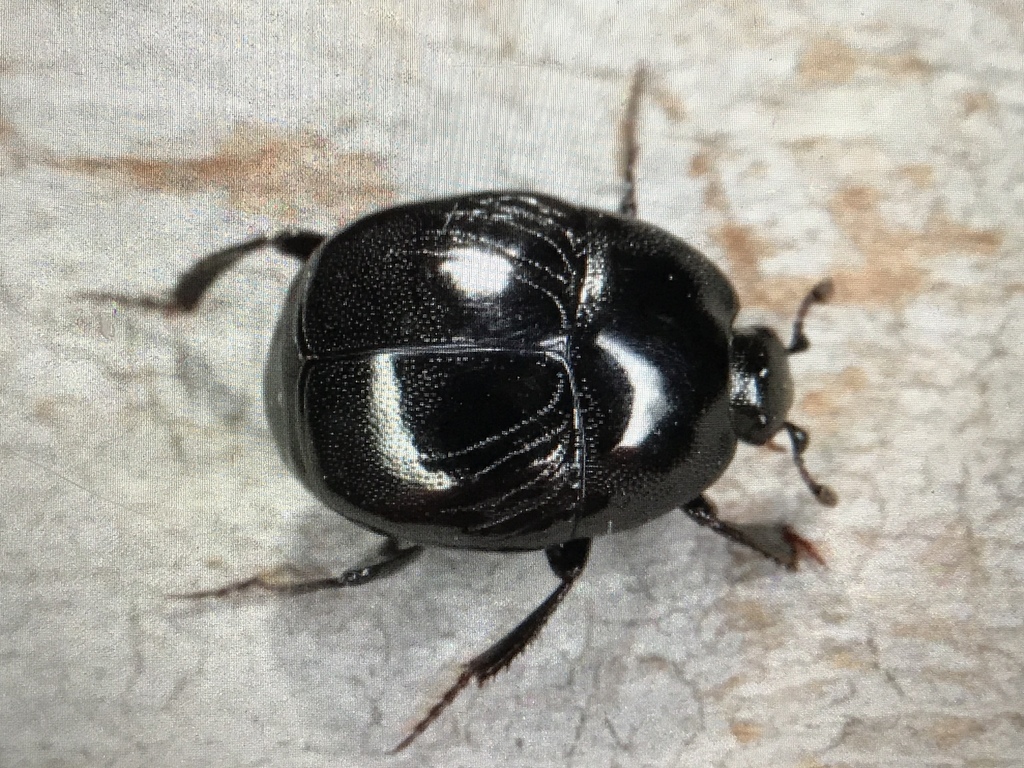 Saprinus semistriatus from Glanz 74, Leutschach an der Weinstraße ...