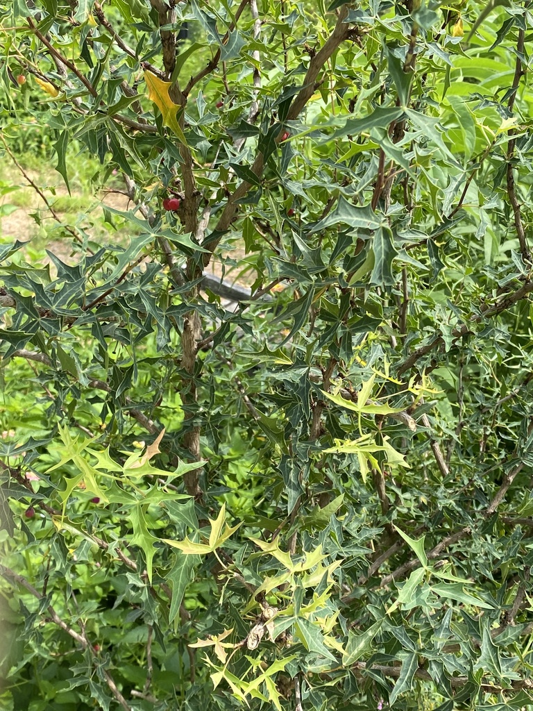 Agarita from Nature Pl, McKinney, TX, US on June 04, 2022 at 10:57 AM ...