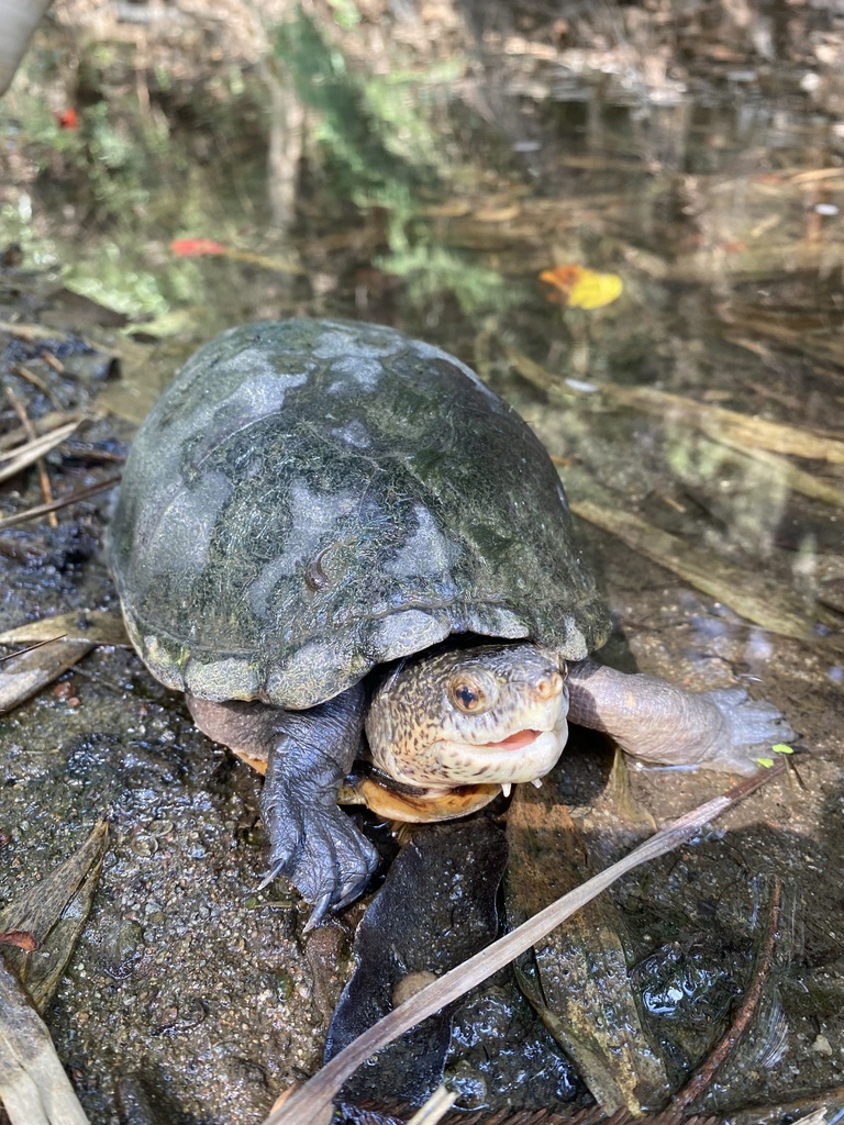Mexican Mud Turtle from Xochitepec, MOR, MX on June 4, 2022 at 10:54 AM ...