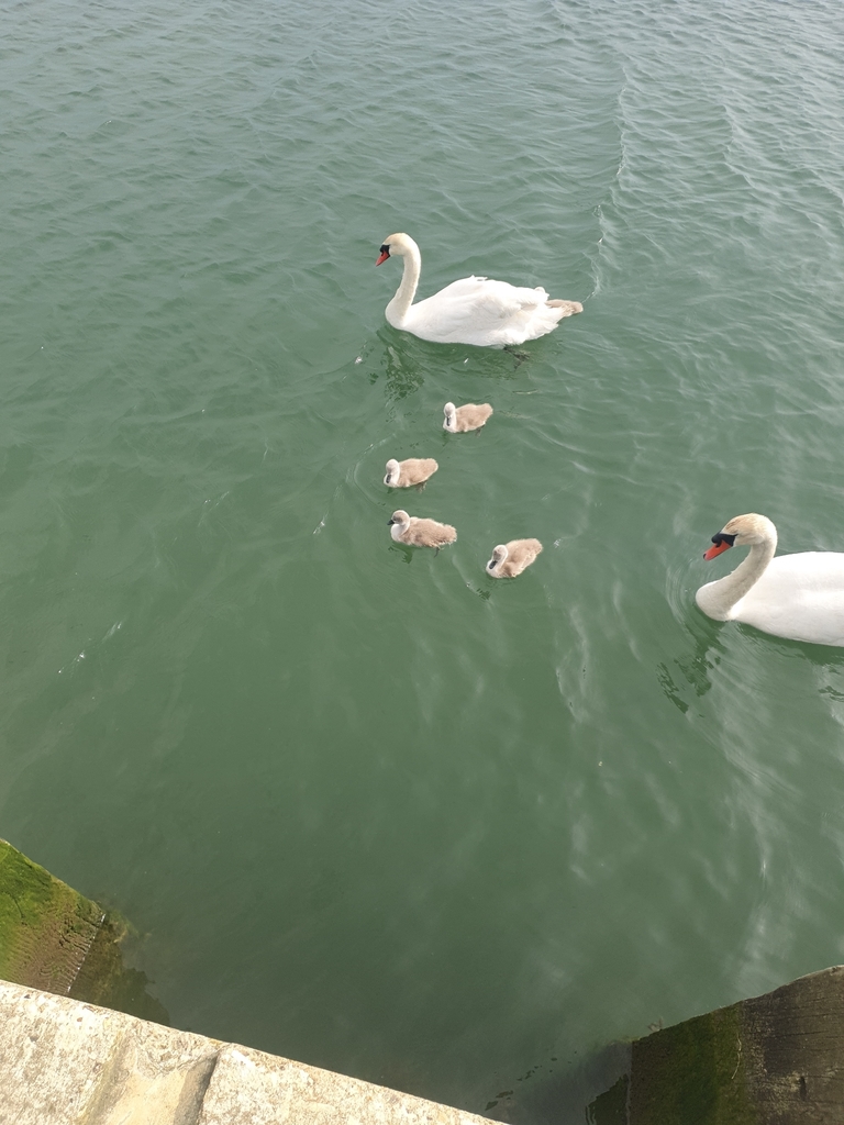 Mute Swan from Hampshire, England, GB on June 04, 2022 at 05:18 PM by ...