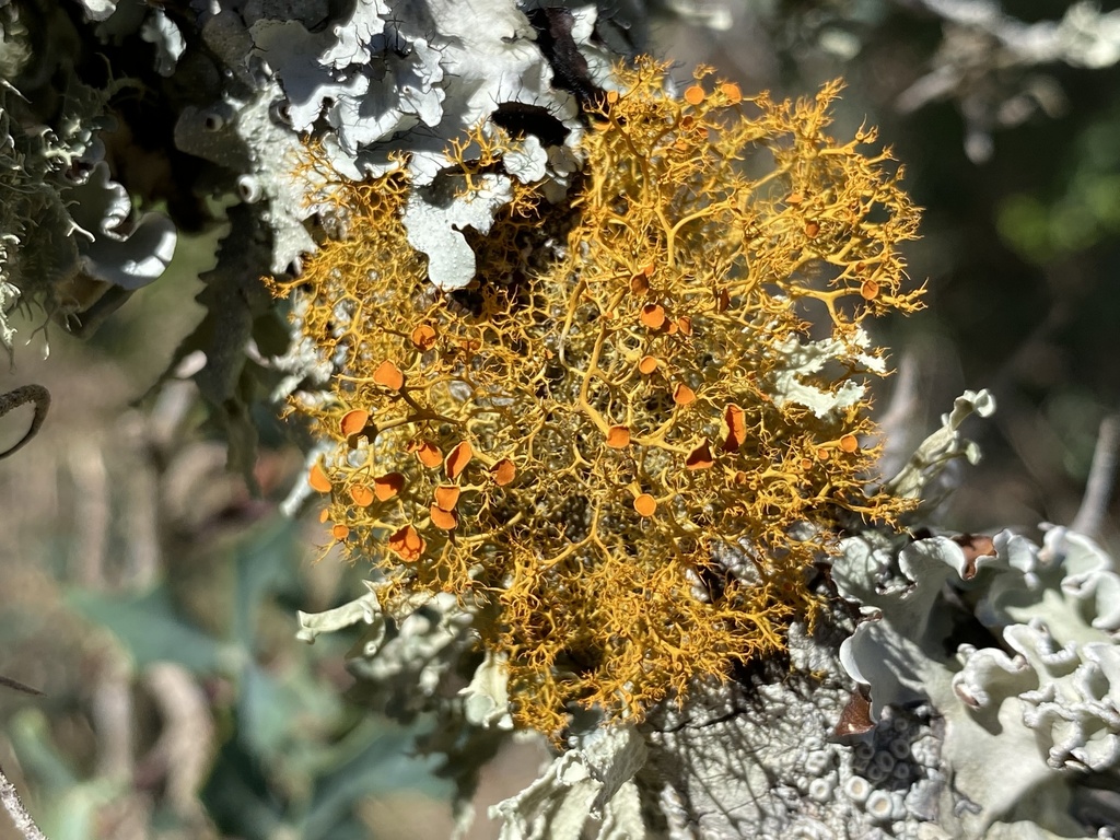 slender orange-bush from Faris Ranch Rd, Bandera, TX, US on June 04 ...