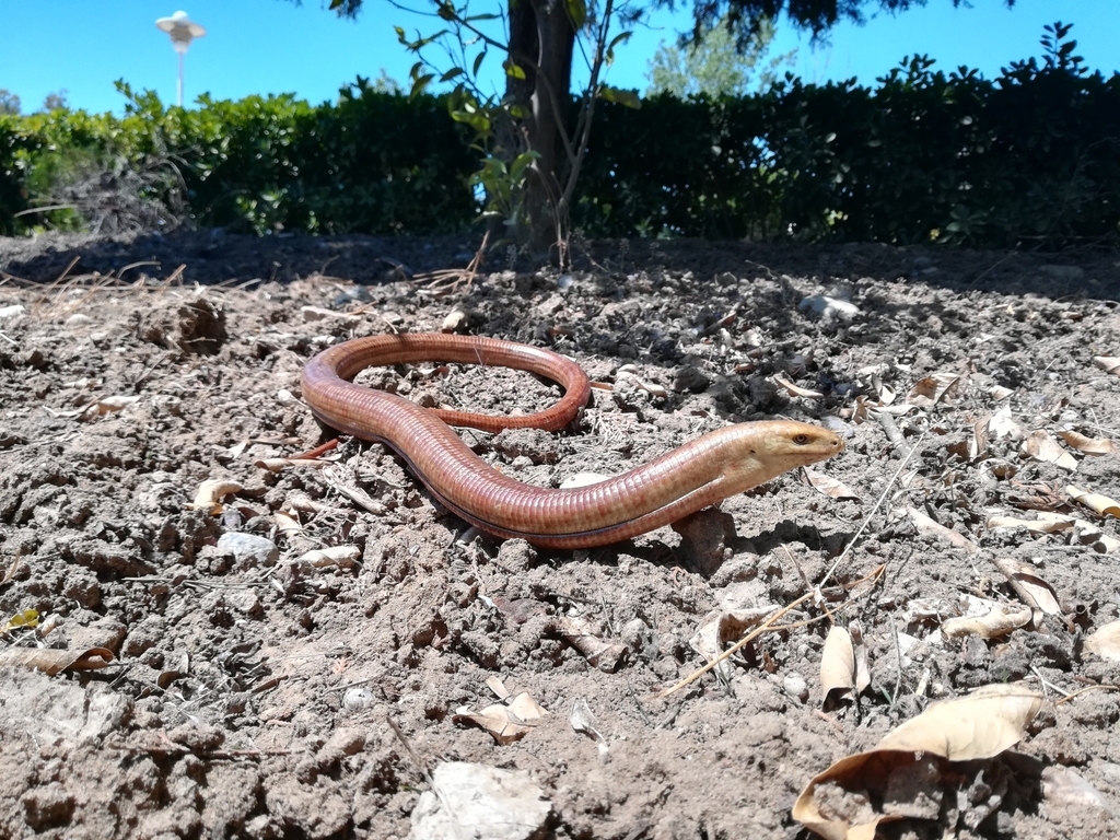 European Glass Lizard from Sari, IR-MN, IR on June 03, 2022 at 02:03 PM ...
