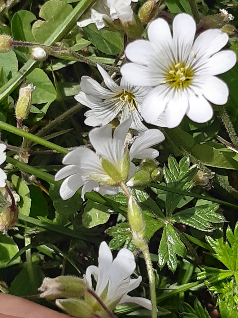 Alpine Mouse-ear from 10070 Usseglio TO, Italia on June 04, 2022 at 11: ...