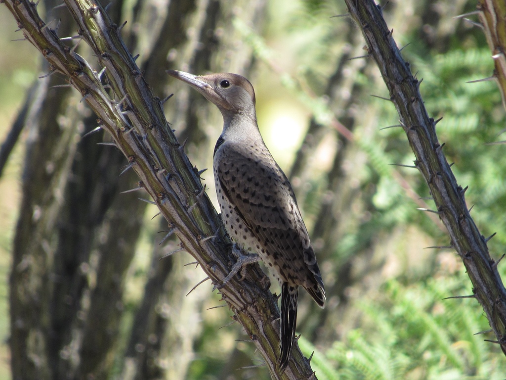 Gilded Flicker in June 2018 by ayameofazuma · iNaturalist