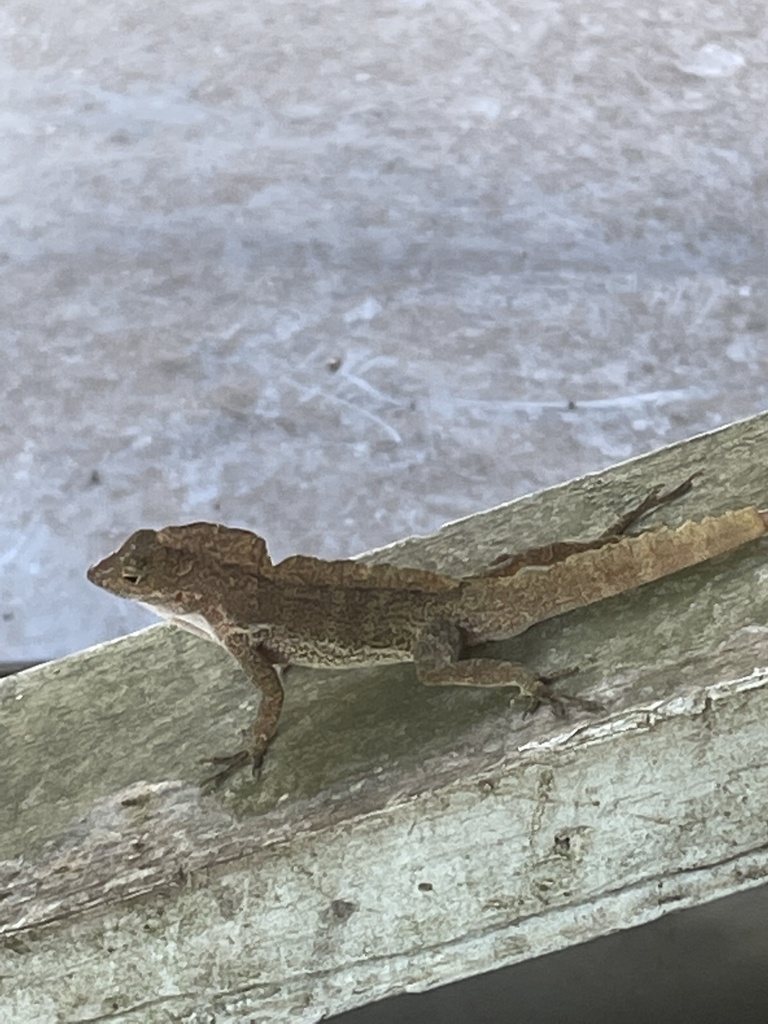 Crested Anole from Puerto Rico, San Germán, Puerto Rico, US on June 04 ...