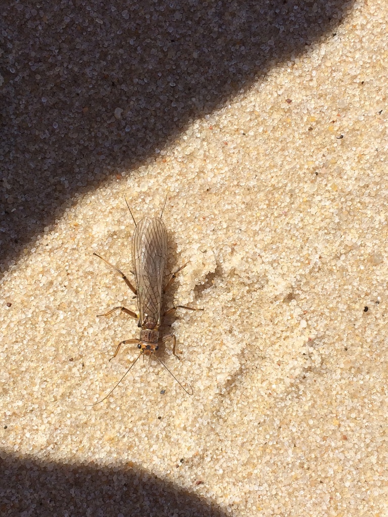 Common Stoneflies from Pictured Rocks National Lakeshore, Alger County ...