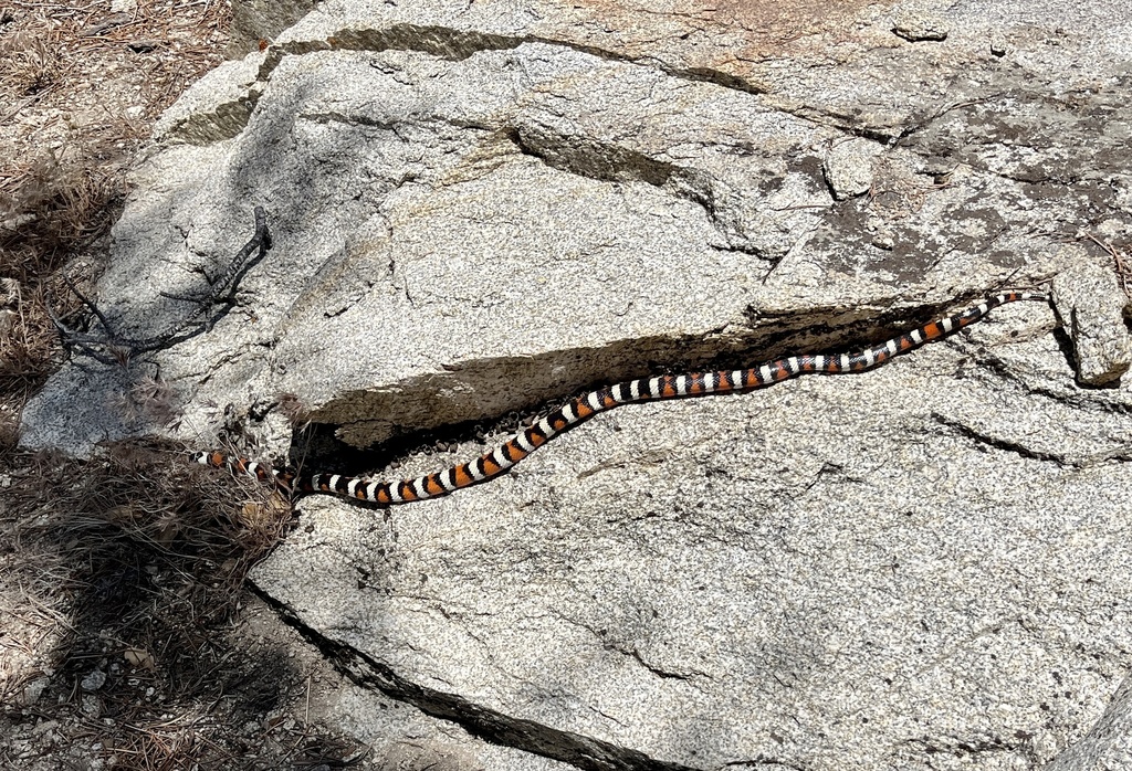 California Mountain Kingsnake in May 2022 by Kate Alexander · iNaturalist