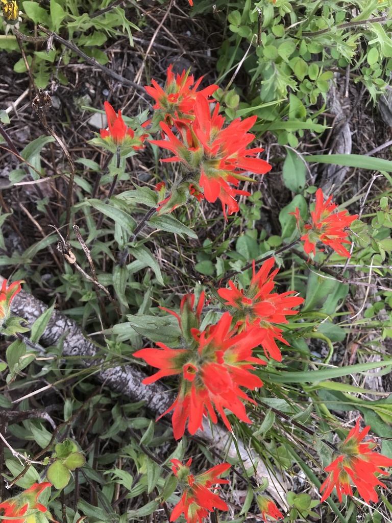 giant red Indian paintbrush from Glacier National Park, Babb, MT, US on ...