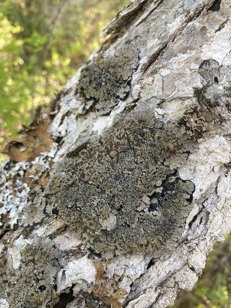 Blue Felt Lichen from Sable River, NS, CA on June 03, 2022 at 09:17 AM ...