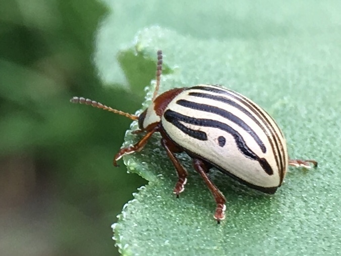 sunflower beetle from 2218 NW 20th St, Oklahoma City, OK, US on June 25 ...