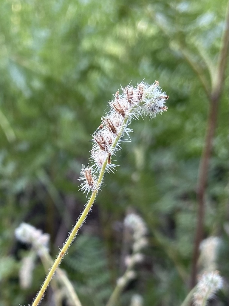 Cryptantha hispidissima from Felton, CA, US on June 4, 2022 at 10:05 AM by Cara Wilcox · iNaturalist