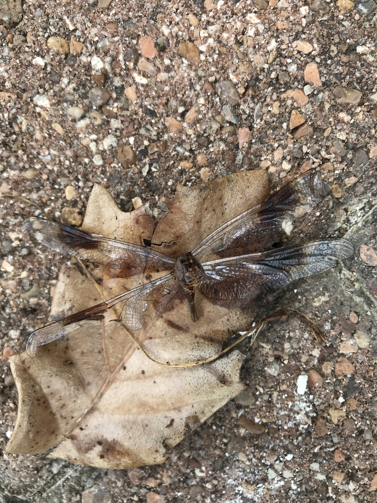 Dragonflies from Washington-on-the-Brazos State Historic Site ...