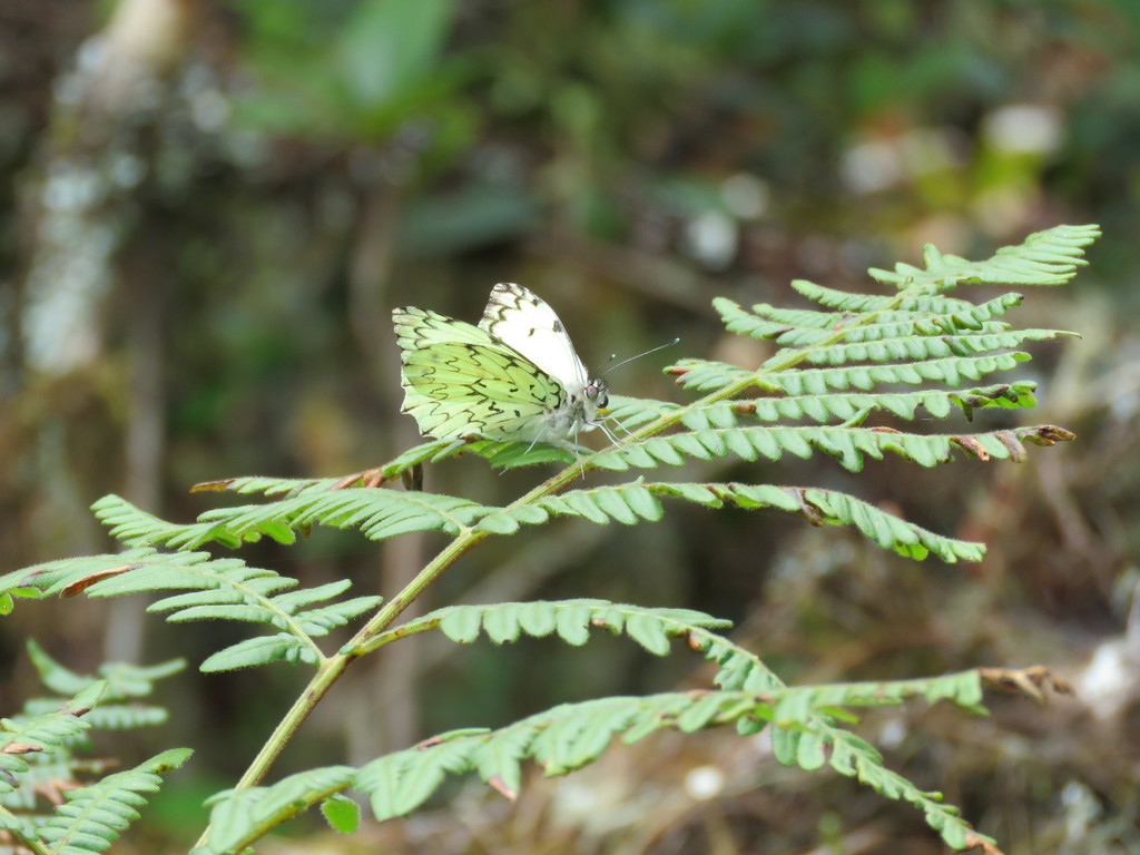 Hesperocharis graphites from Santiago Xiacui on June 10, 2015 by Victor ...