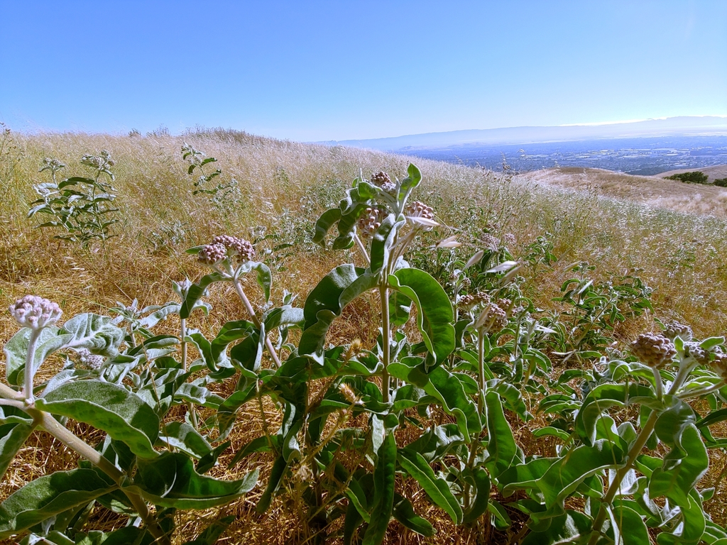 woollypod milkweed from S Fork Trail, Castro Valley, CA 94552, USA on ...
