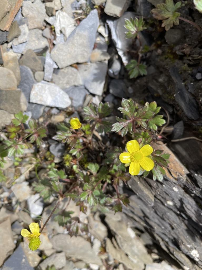 Ranunculus formosa-montanus from 太魯閣國家公園, 秀林鄉, TW on June 5, 2022 at 11 ...