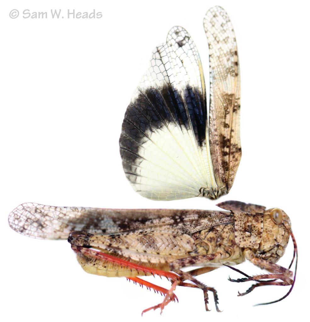 Mottled Sand Grasshopper from Braidwood Dunes and Savanna Nature ...
