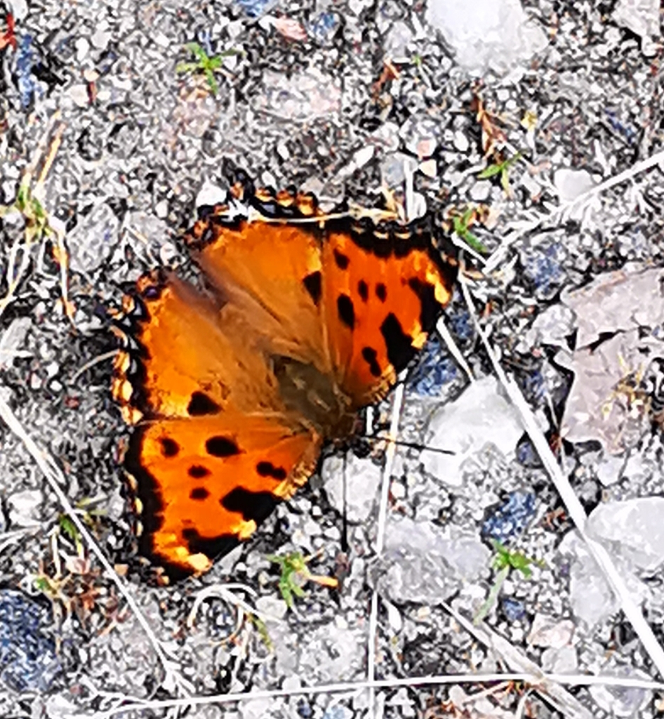 Large Tortoiseshell from Milhaguet, 87440 Marval, France on June 5 ...