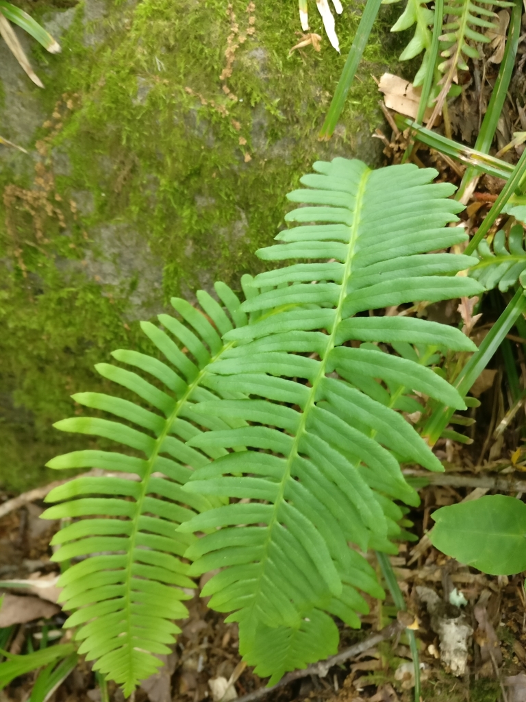 Japanese deer fern from Nagano, JP-NN, JP on June 26, 2018 at 11:44 AM ...