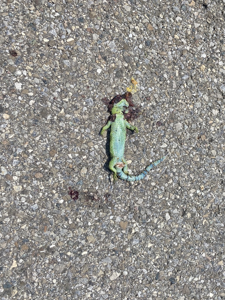 Sand Lizard in June 2022 by Fabio Fercher · iNaturalist