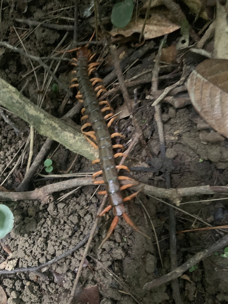 Scolopendra multidens from Vườn Quốc Gia Tam Đảo, H. Tam Đảo, Vĩnh Phúc ...