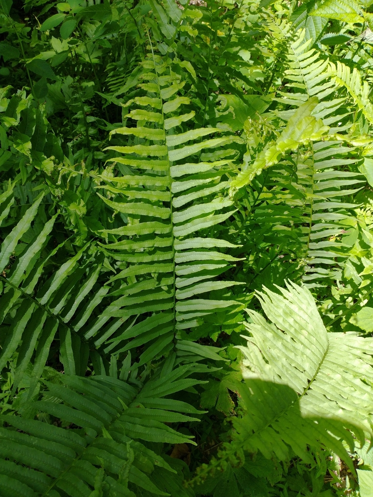 narrow-leaved glade fern from Stewart Township, PA, USA on June 05 ...