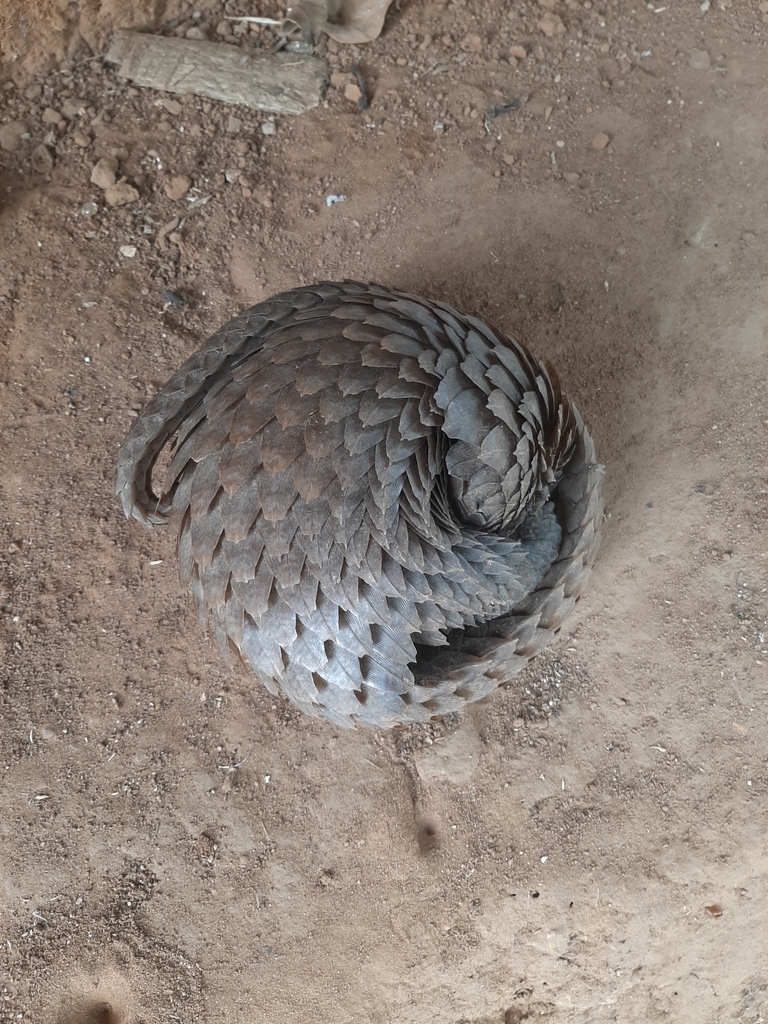 White-bellied Pangolin in March 2022 by Patience Adaje · iNaturalist