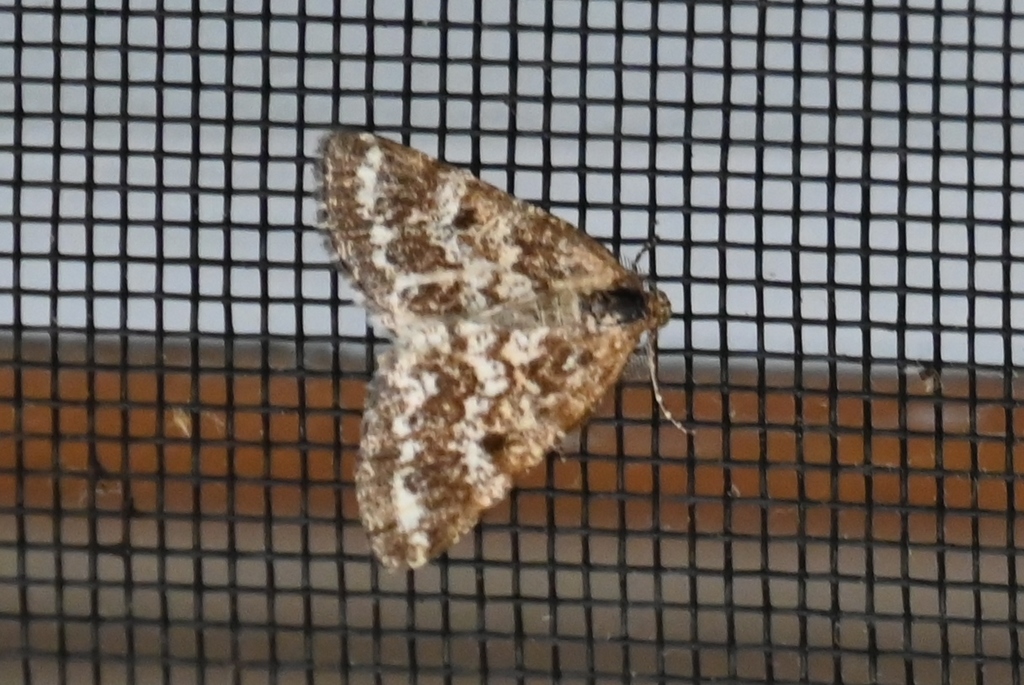 Powder Moth from Piscataquis County, ME, USA on June 05, 2022 at 10:34 ...