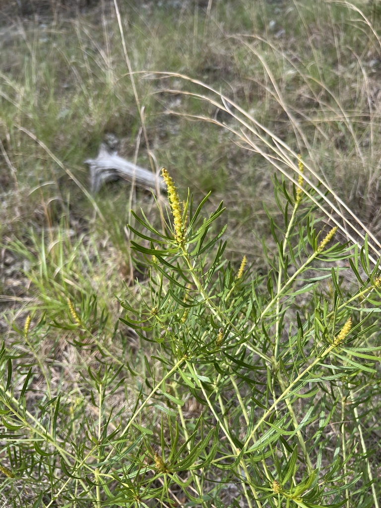 Texas Stillingia from N Commons Ford Rd, Austin, TX, US on June 05 ...