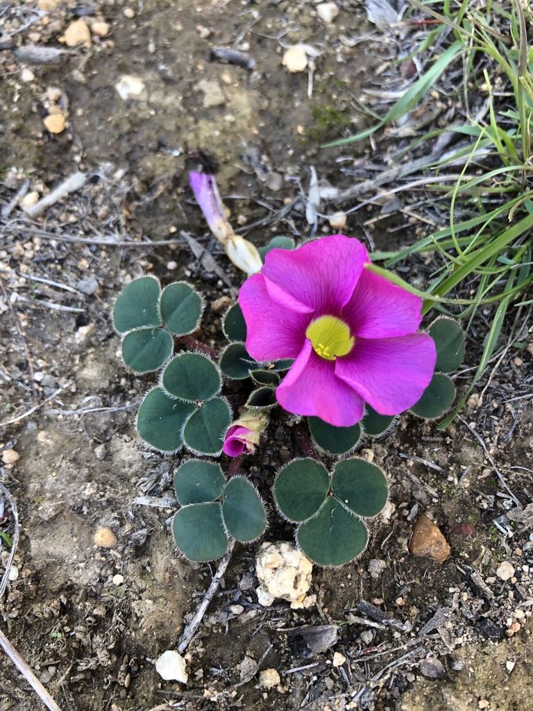 Purple woodsorrel from Paarl Mountain Nature Reserve, Paarl, WC, ZA on ...
