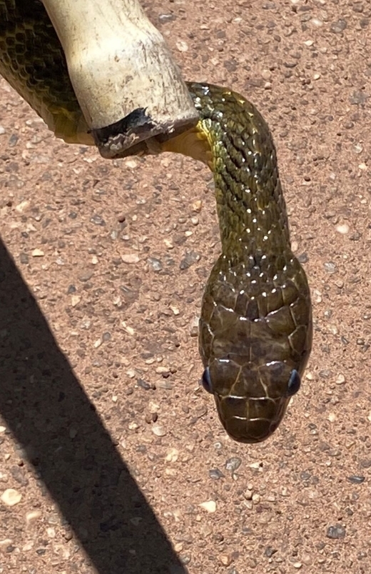 Amazon Puffing Snake from Ponta de Pedras - PA, 68830-000, Brasil on ...