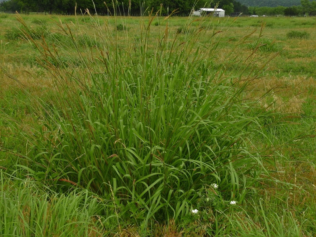 eastern gamagrass from Palo Pinto County, TX, USA on June 04, 2022 at ...