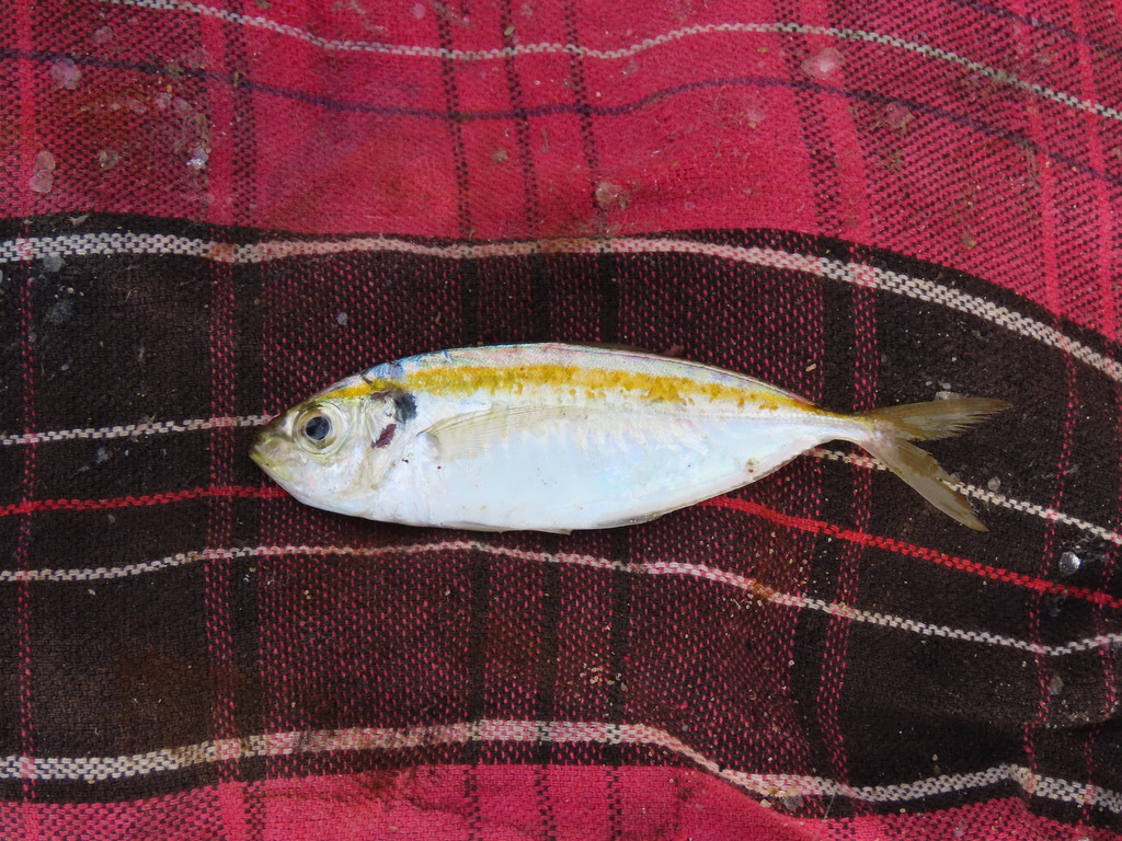 Yellowstripe Scad from Thiruvanmiyur, Chennai, Tamil Nadu, India on ...
