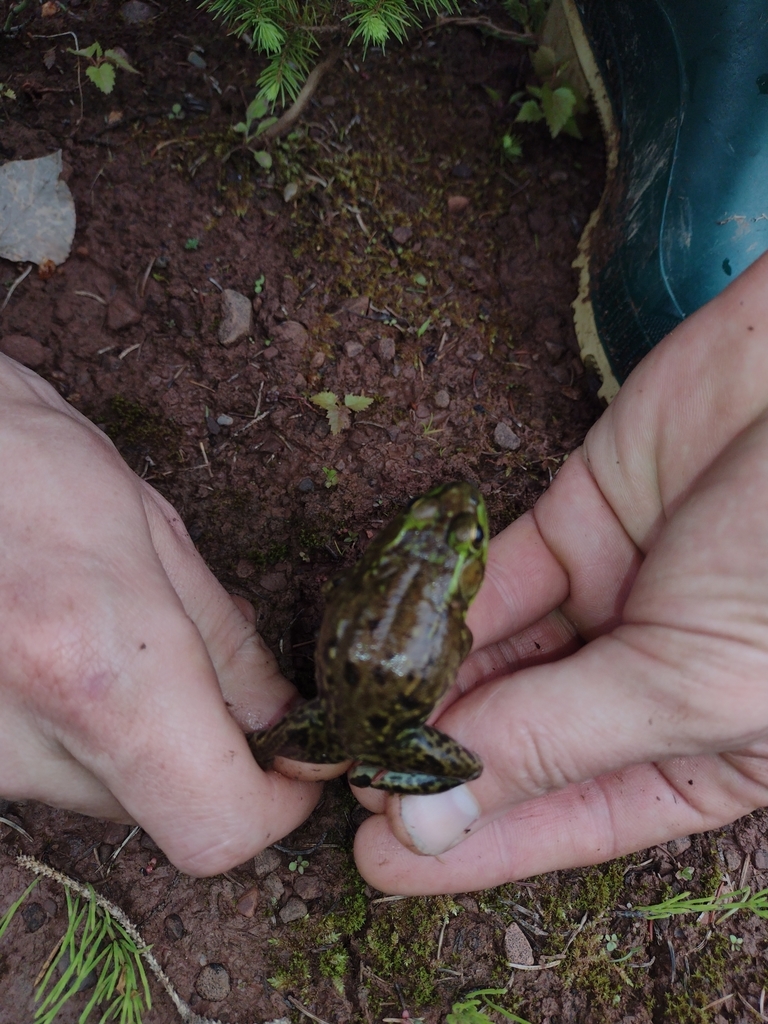 Mink Frog from Wallace, NS B0K 1Y0, Canada on June 05, 2022 at 02:36 PM ...